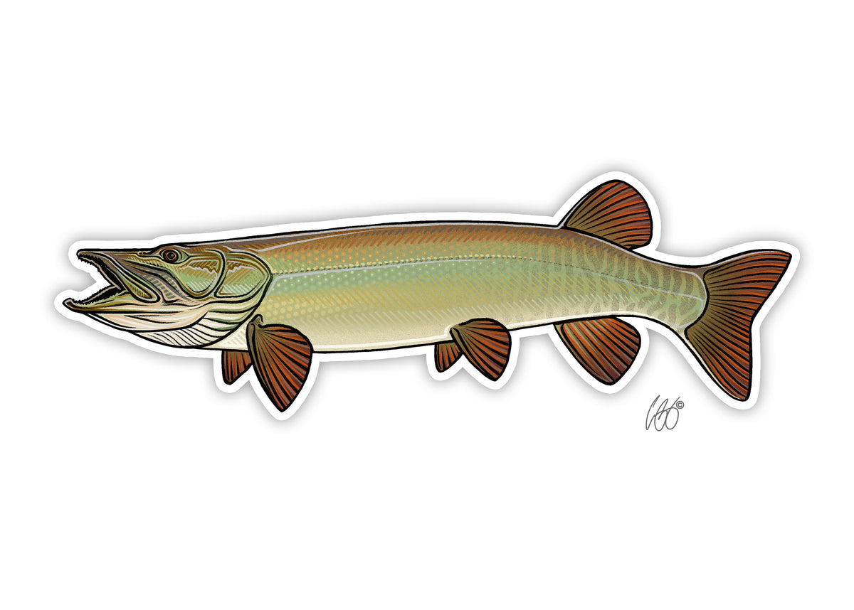 Clear Muskie Decal– Casey Underwood Artwork & Design