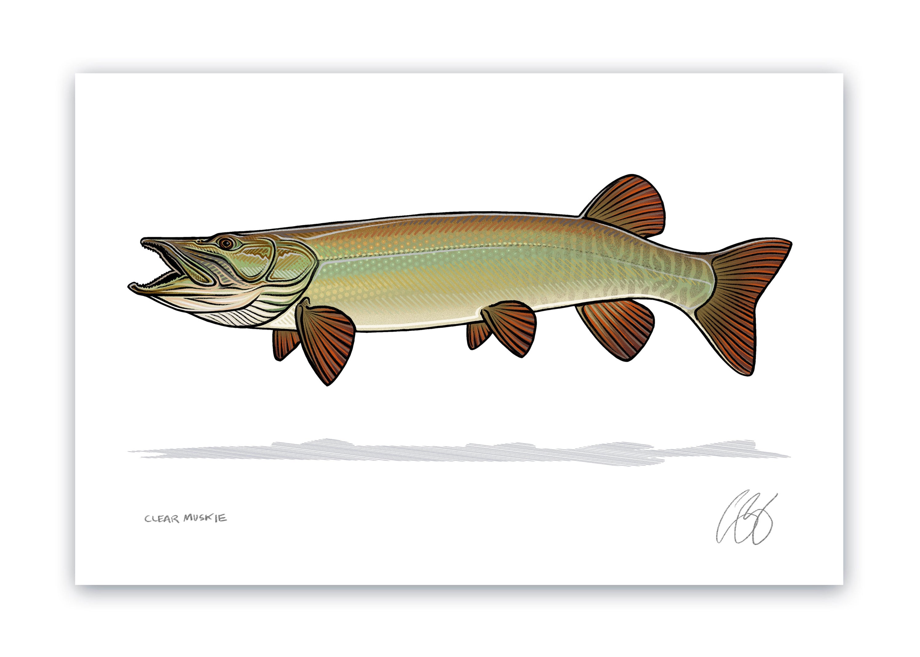 Clear Muskie Print– Casey Underwood Artwork & Design