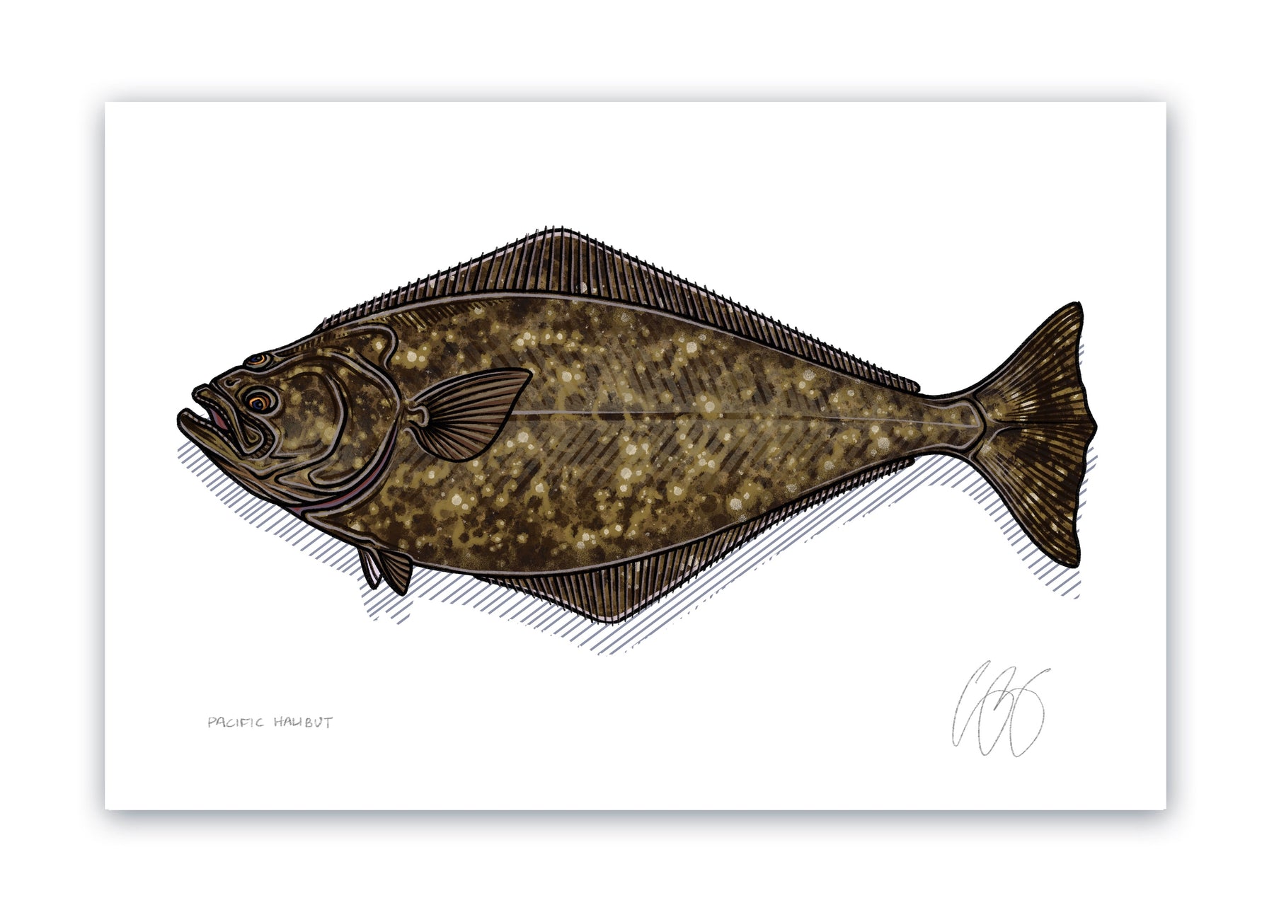 Fish Prints– Page 2 – Casey Underwood Artwork & Design