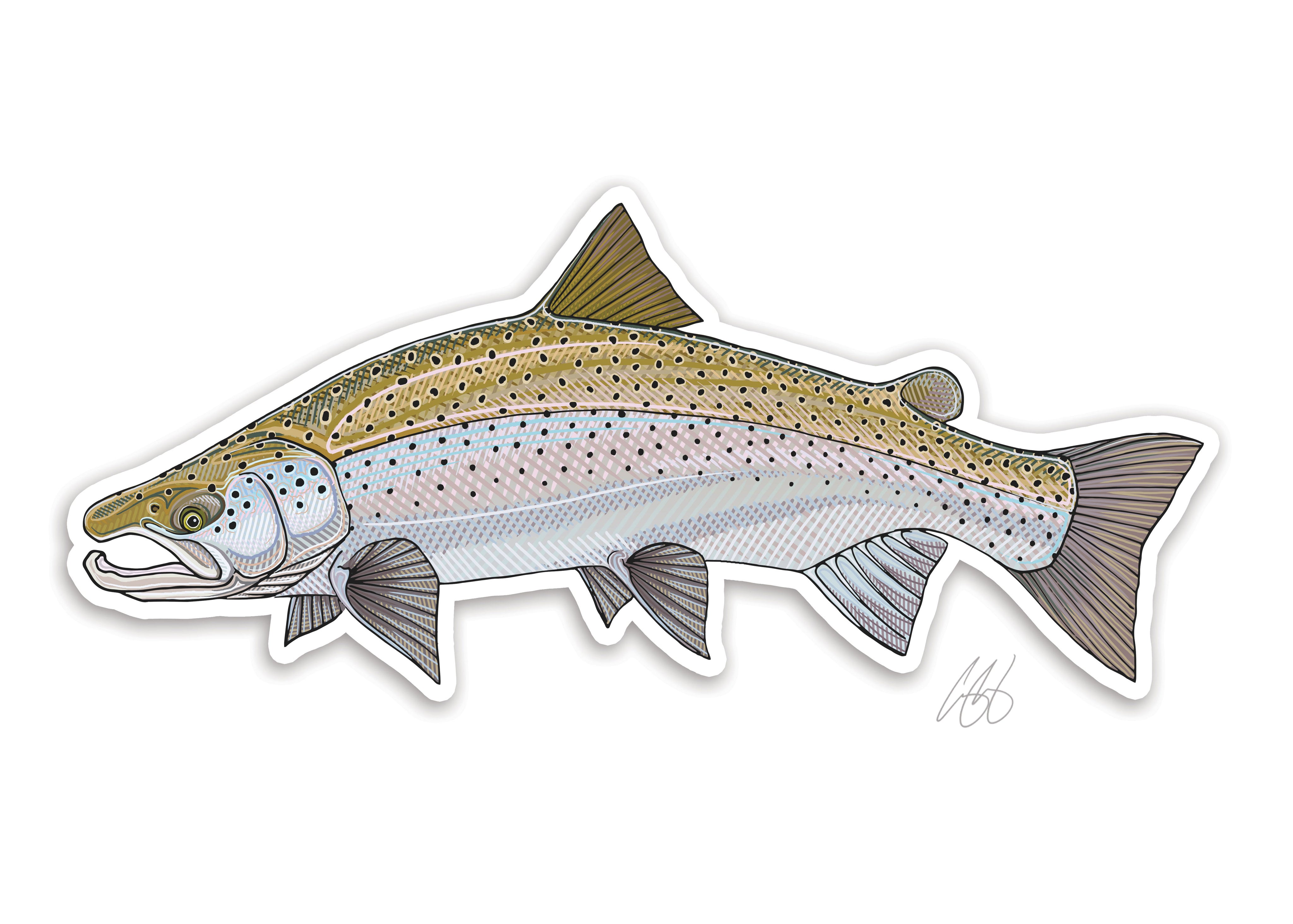 Atlantic Salmon Decal– Underwood Creative LLC