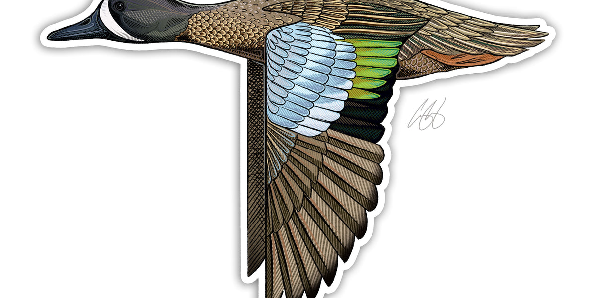 Blue Winged Teal Decal– Casey Underwood Artwork & Design