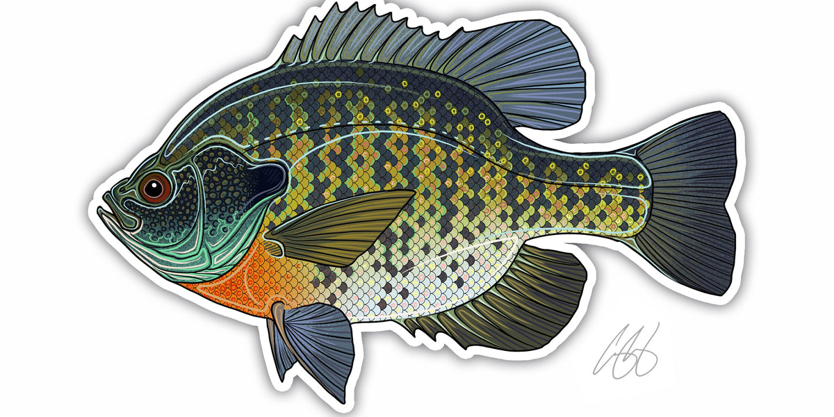 Bluegill Decal– Casey Underwood Artwork & Design