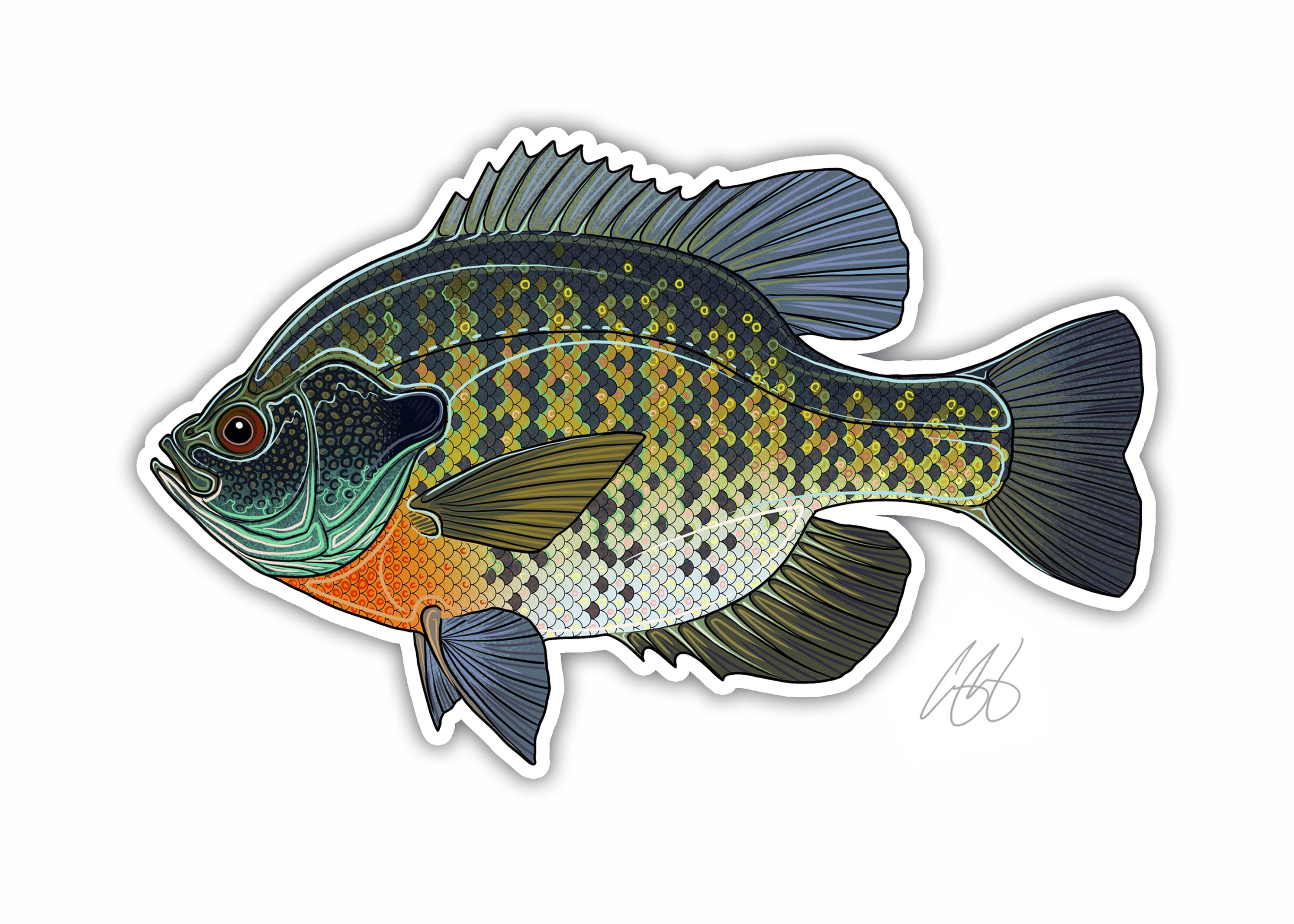 Bluegill Decal– Casey Underwood Artwork & Design