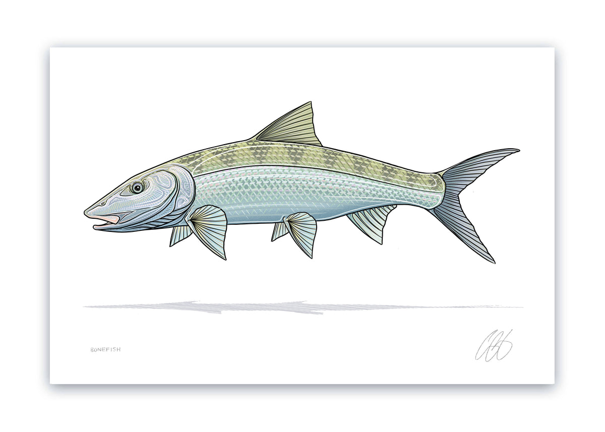 Bonefish Print– Casey Underwood Artwork & Design