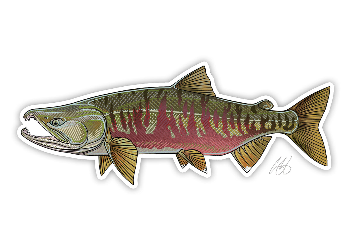 Chum Salmon Decal– Casey Underwood Artwork & Design