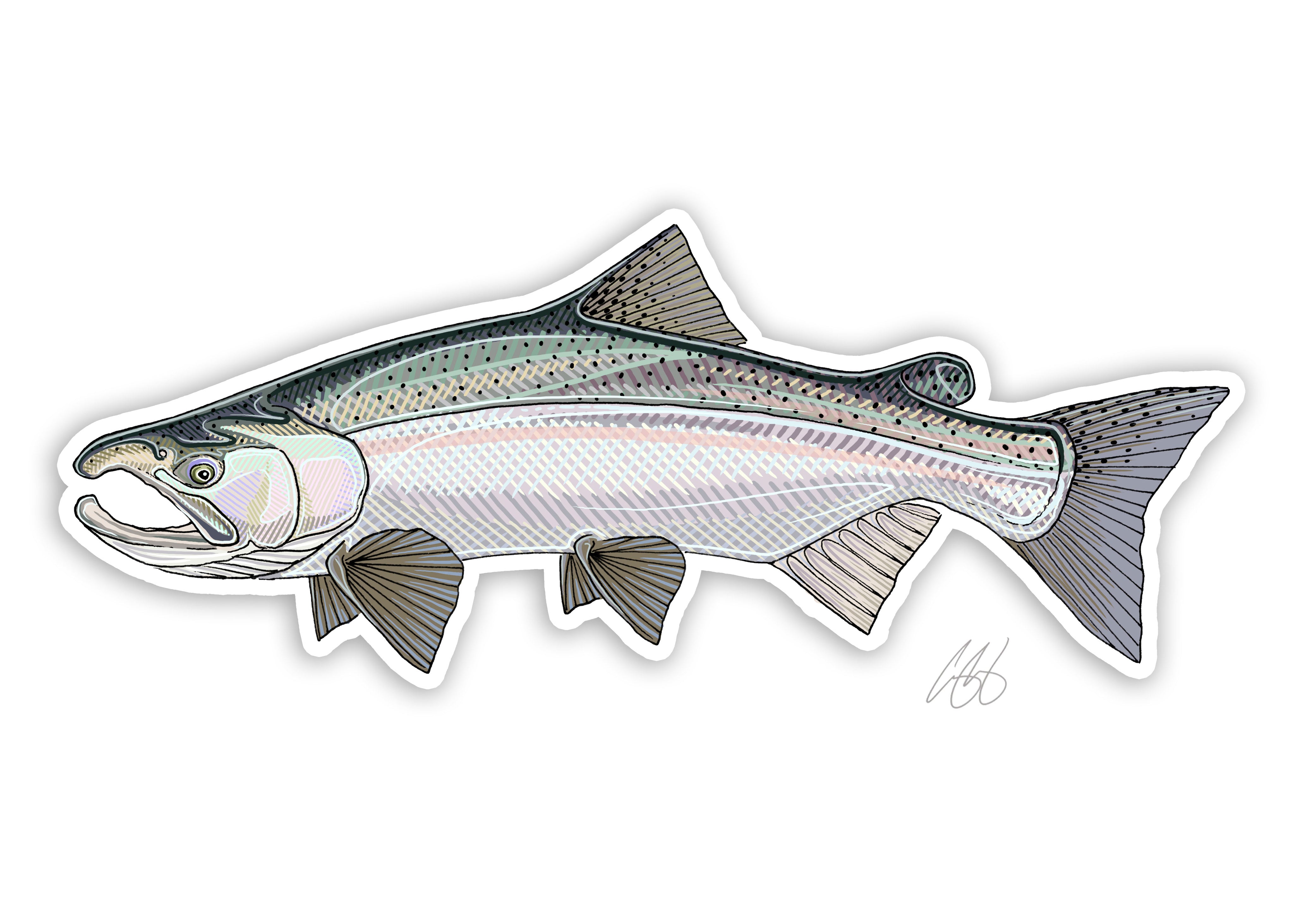 Coho Salmon Decal– Casey Underwood Artwork & Design