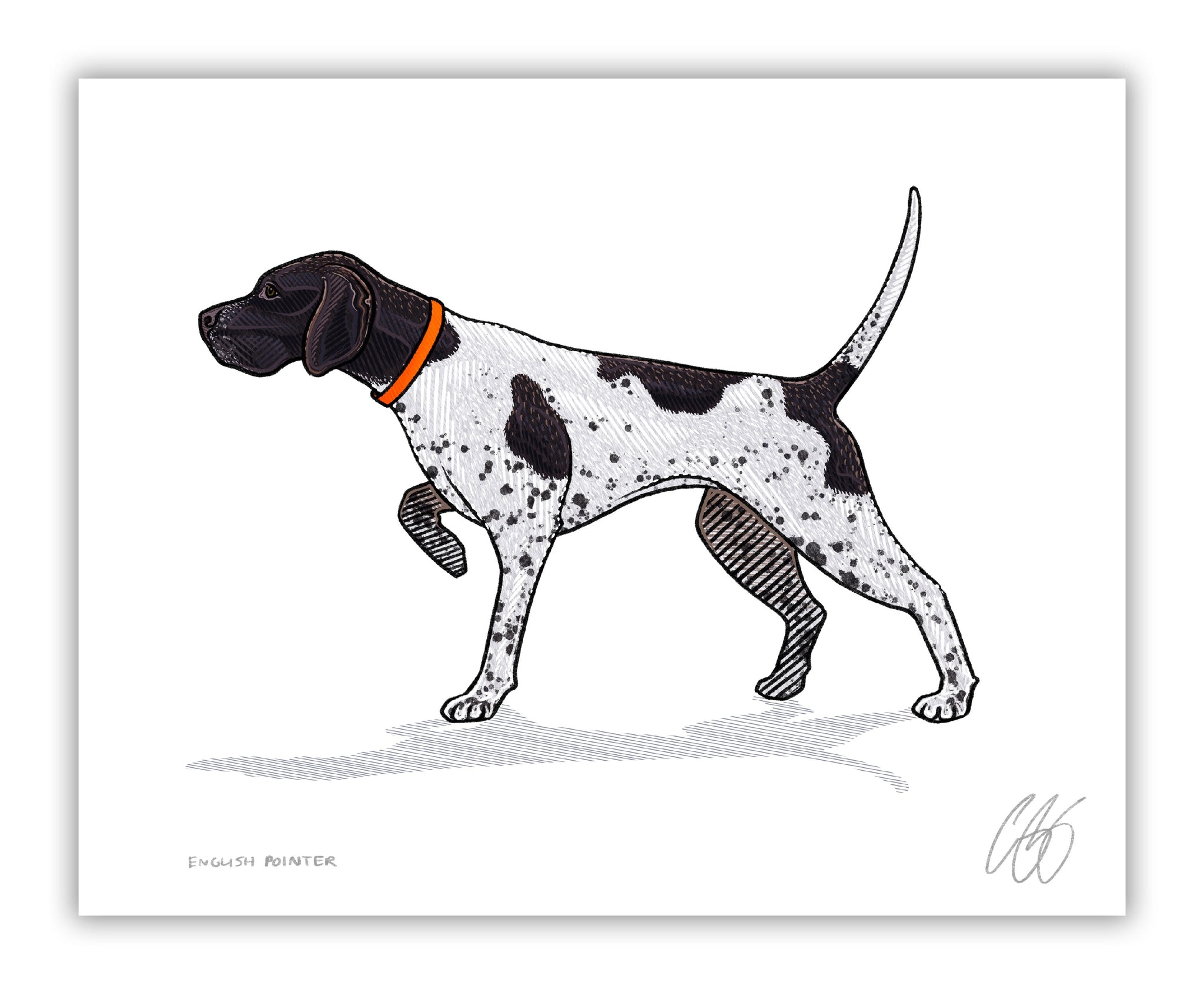 English Pointer Print– Casey Underwood Artwork & Design