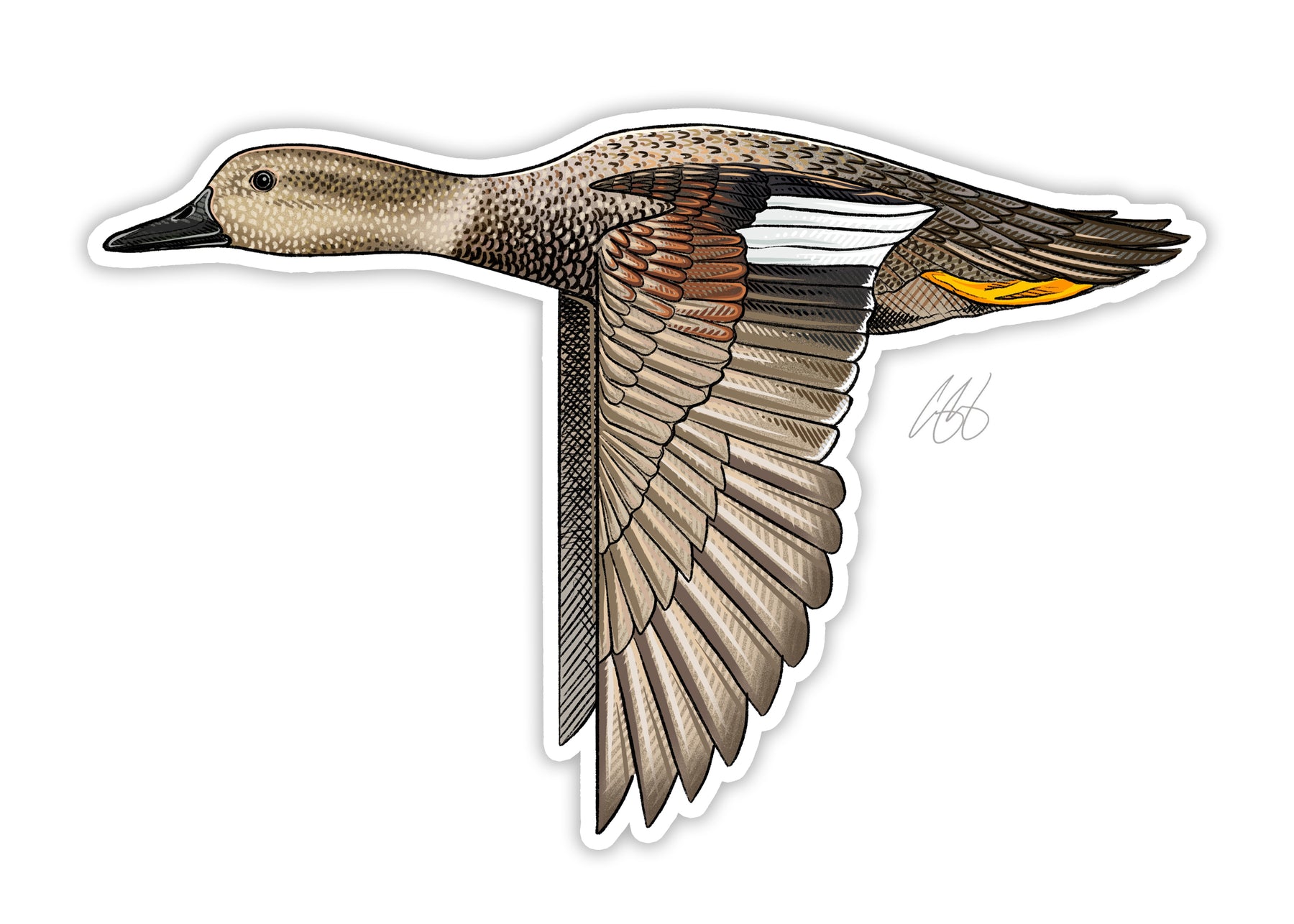 Bird Decals– Casey Underwood Artwork & Design