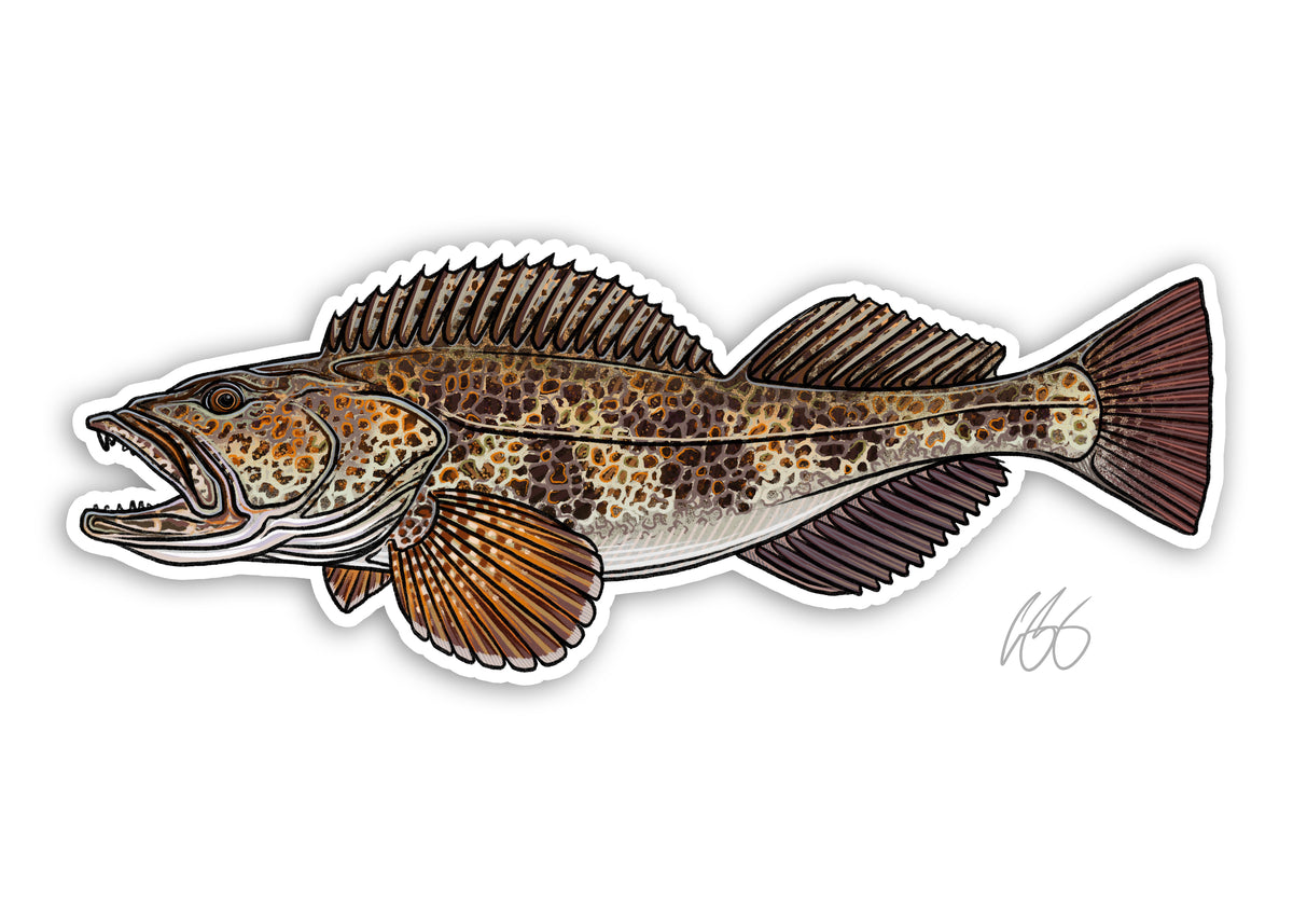 Lingcod Decal– Casey Underwood Artwork & Design