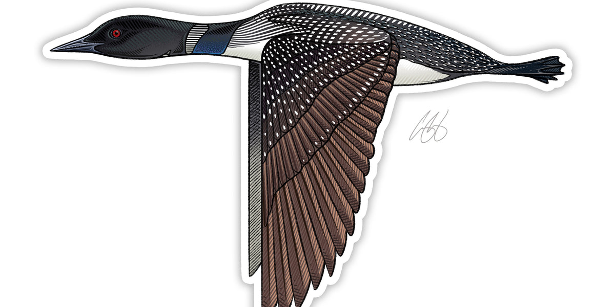 Loon Decal– Casey Underwood Artwork & Design