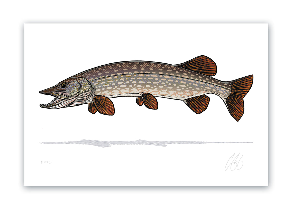 Fish Prints– Page 2 – Casey Underwood Artwork & Design