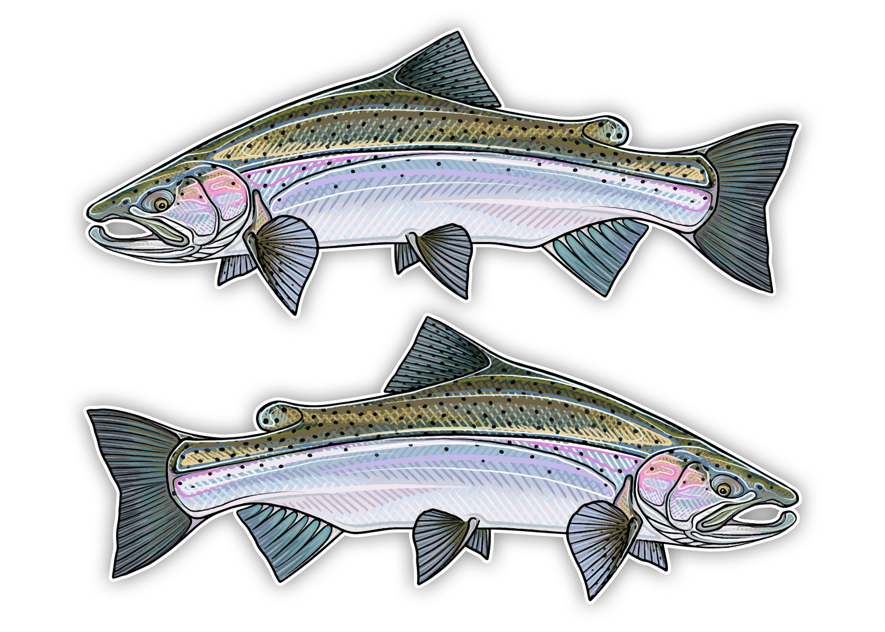 Oversized Fish Decals– Casey Underwood Artwork & Design