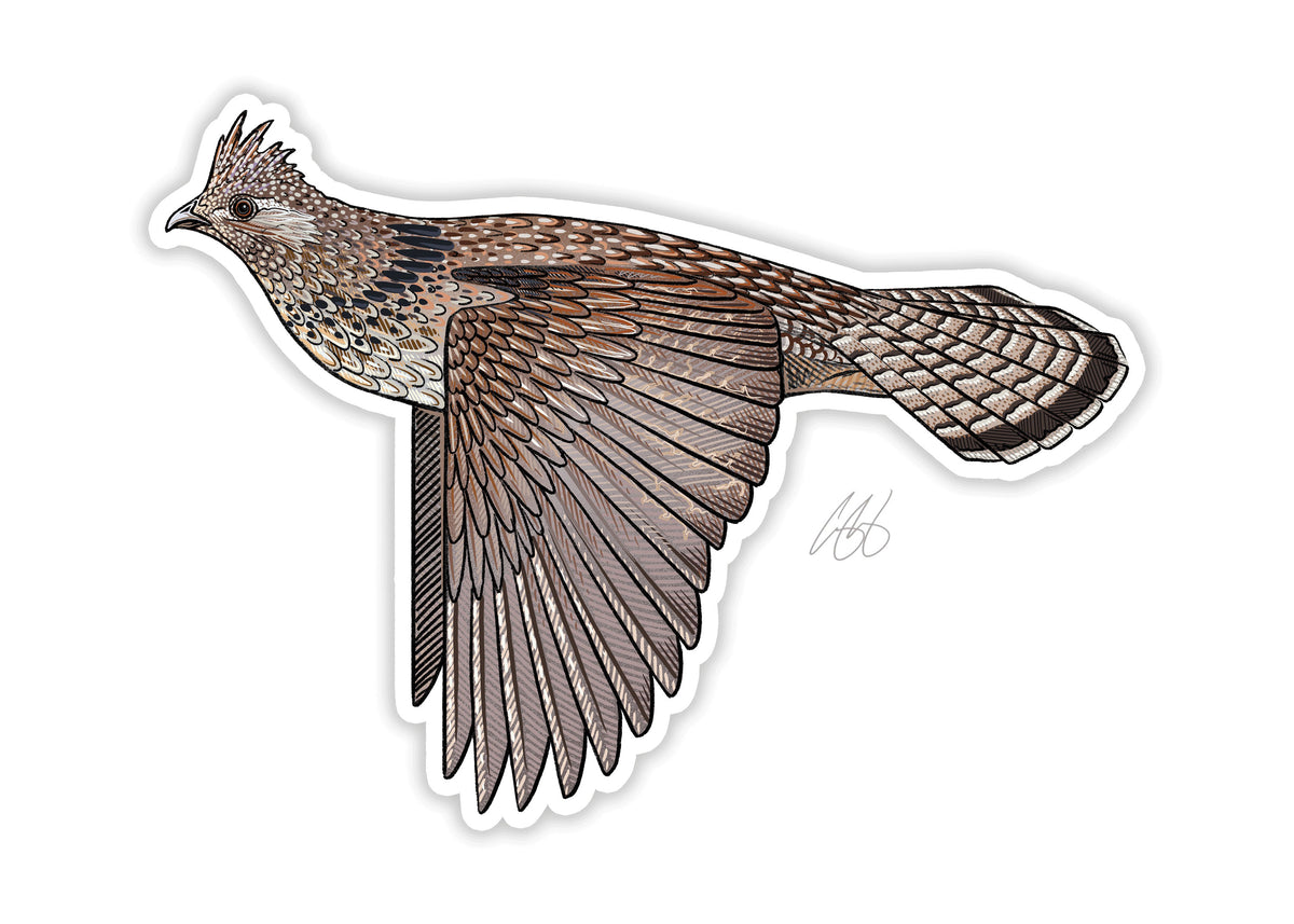 Ruffed Grouse Drawing