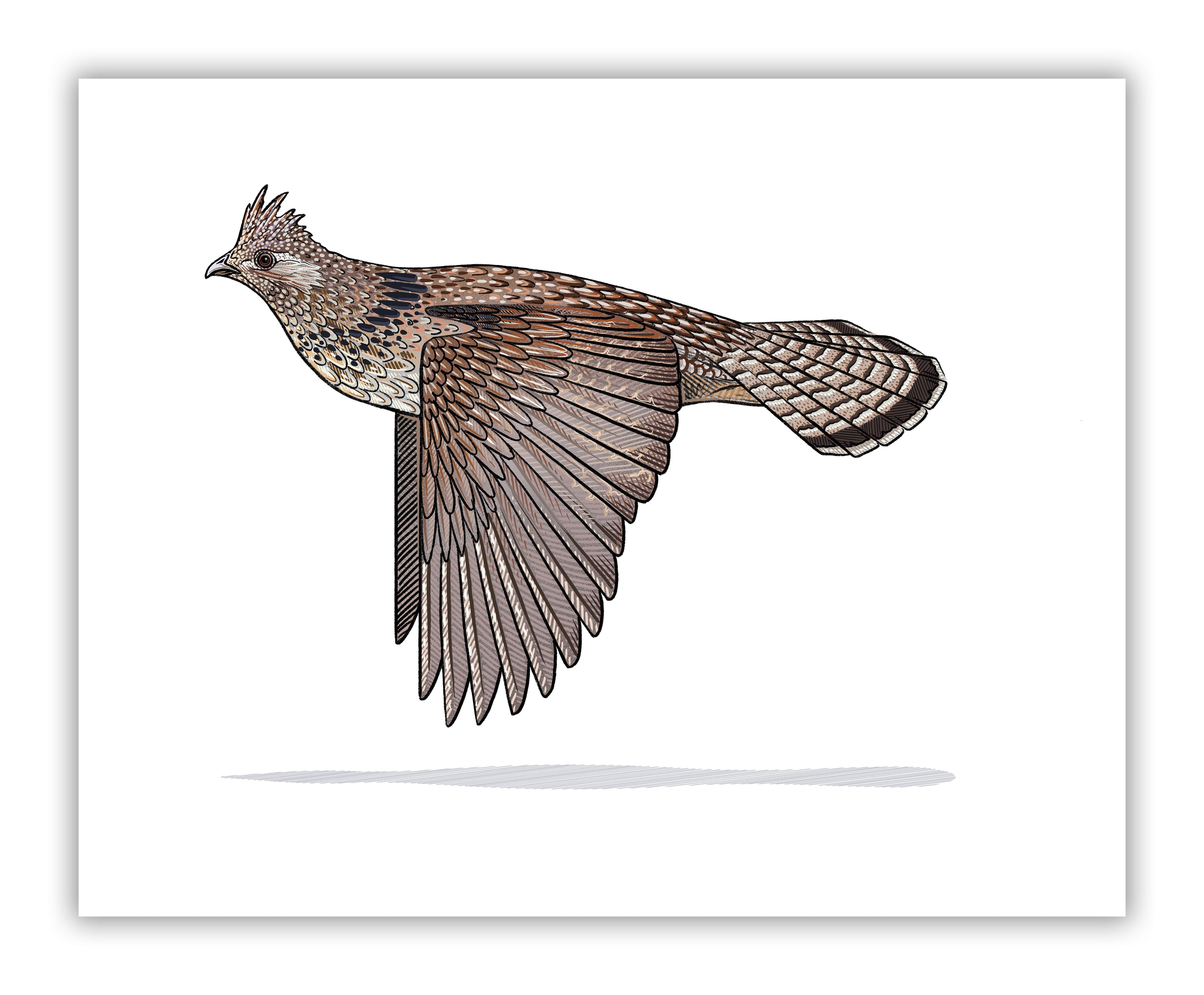 Ruffed Grouse Print– Casey Underwood Artwork & Design