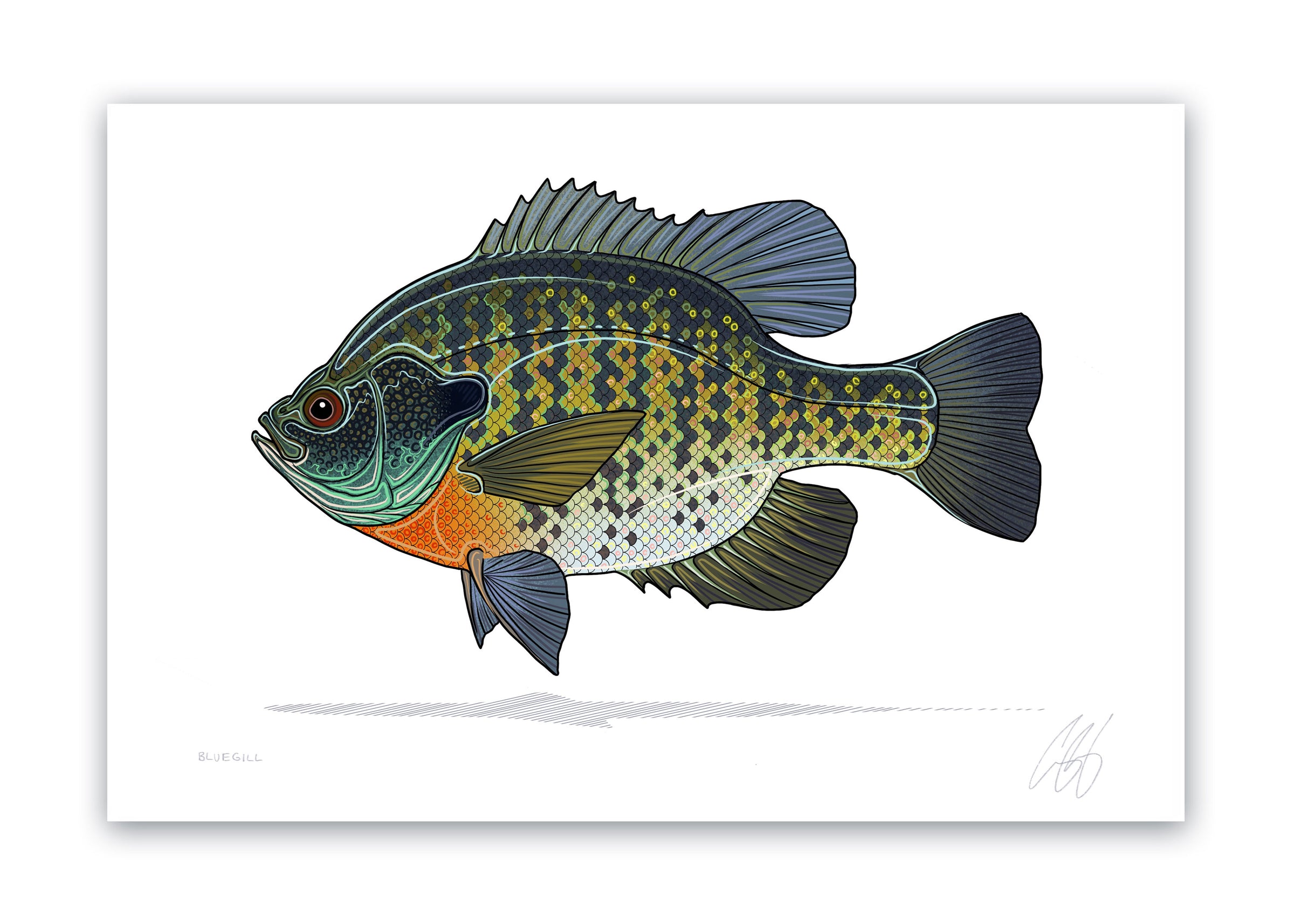 Fish Prints– Casey Underwood Artwork & Design