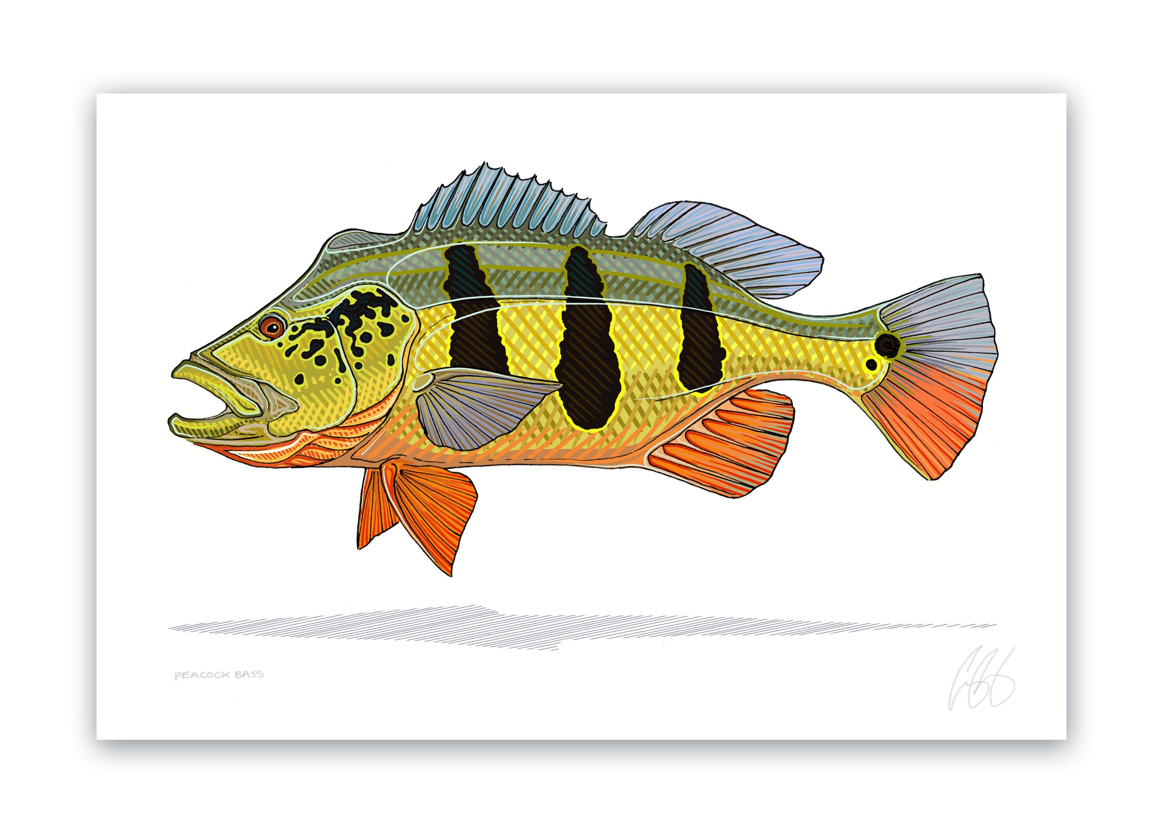 Fish Prints– Page 2 – Casey Underwood Artwork & Design