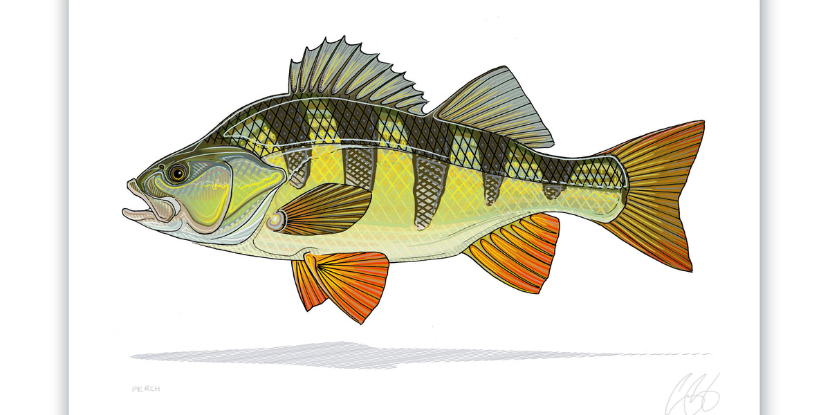 Yellow Perch Print– Casey Underwood Artwork & Design