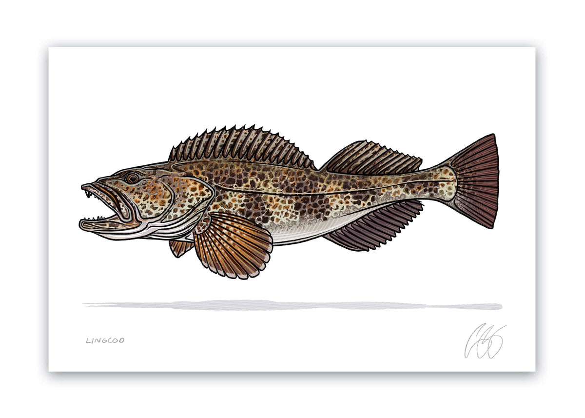 Lingcod Print– Casey Underwood Artwork & Design