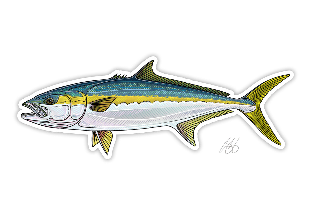 Yellowtail Decal– Casey Underwood Artwork & Design